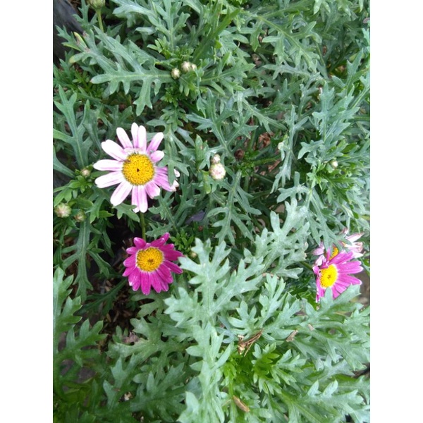 Jual tanaman bunga deasy daisy pink kuning putih | Shopee Indonesia