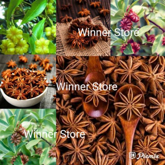 Jual Bunga Lawang Pekak Rempah Herbal (5 Gram) | Shopee Indonesia