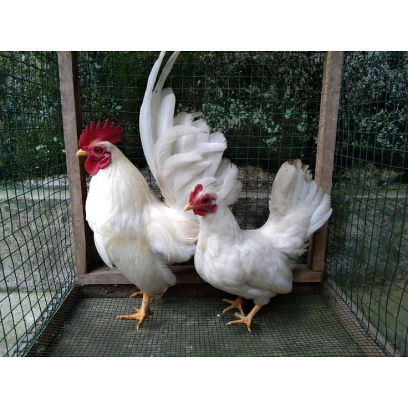 Jual Induk Ayam Kate Indukan Ayam Hias Kate Mini Dewasa Bandung ...