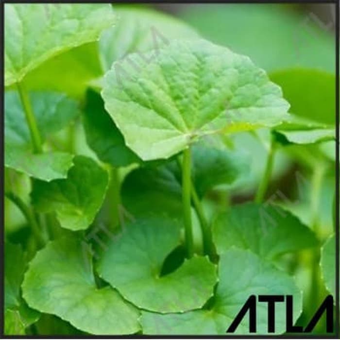 Jual Daun Pegagan Antanan Semanggi Gunung Tanaman Air Obat Herbal ...
