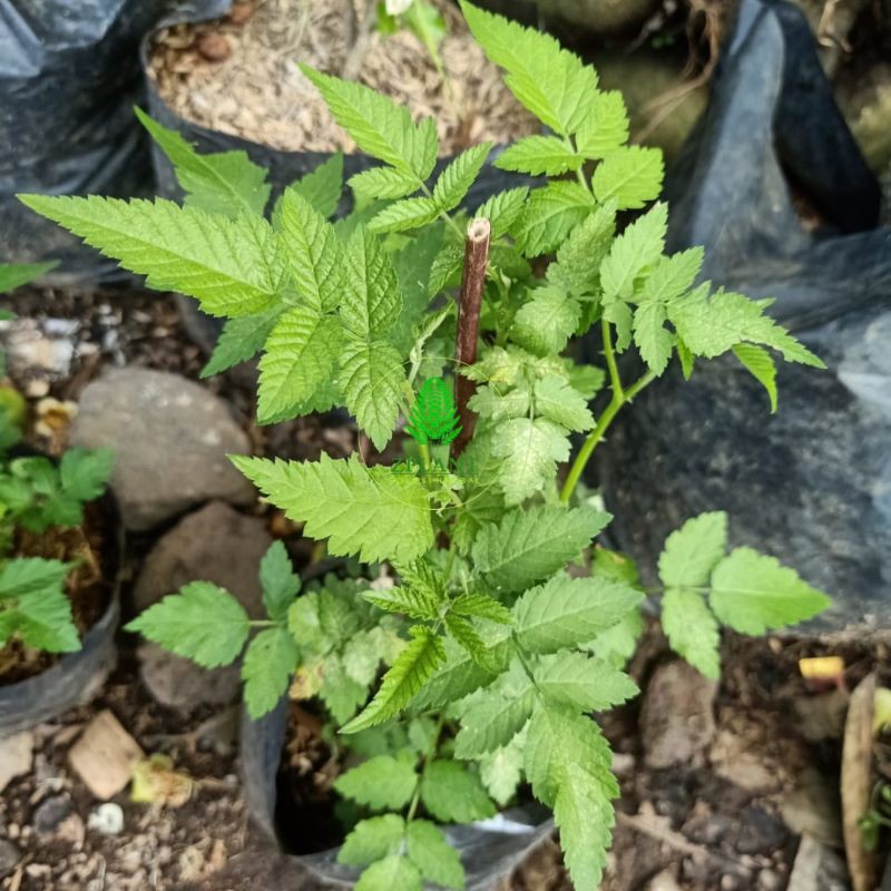 Jual Bibit Pohon Buah Raspberry Merah Tanaman Raspbery Arbei Rubus ...