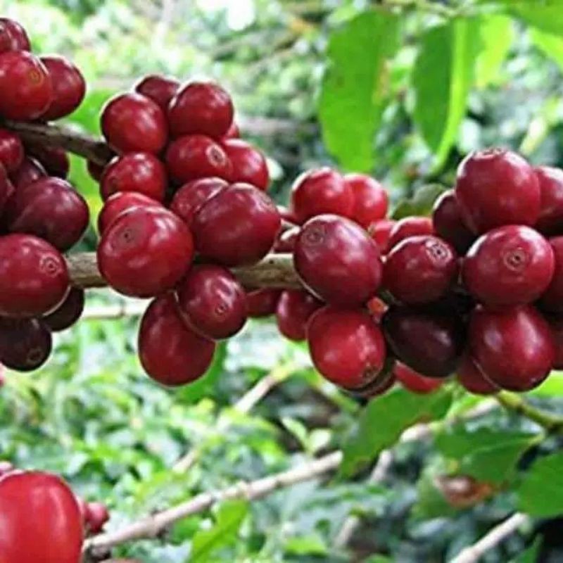 Jual biji benih kopi liberika Original unggul | Shopee Indonesia