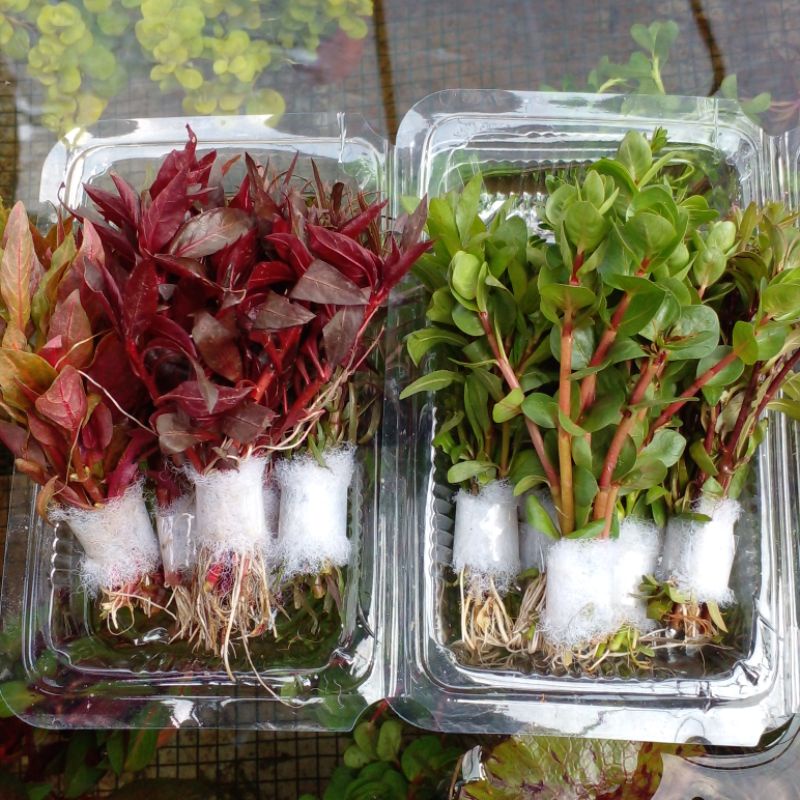Jual Paket Hemat Mix 100 Batang Tanaman Aquascape - Paket Tanaman ... Jual Paket Hemat Mix 100 Batang Tanaman Aquascape - Paket Tanaman ...