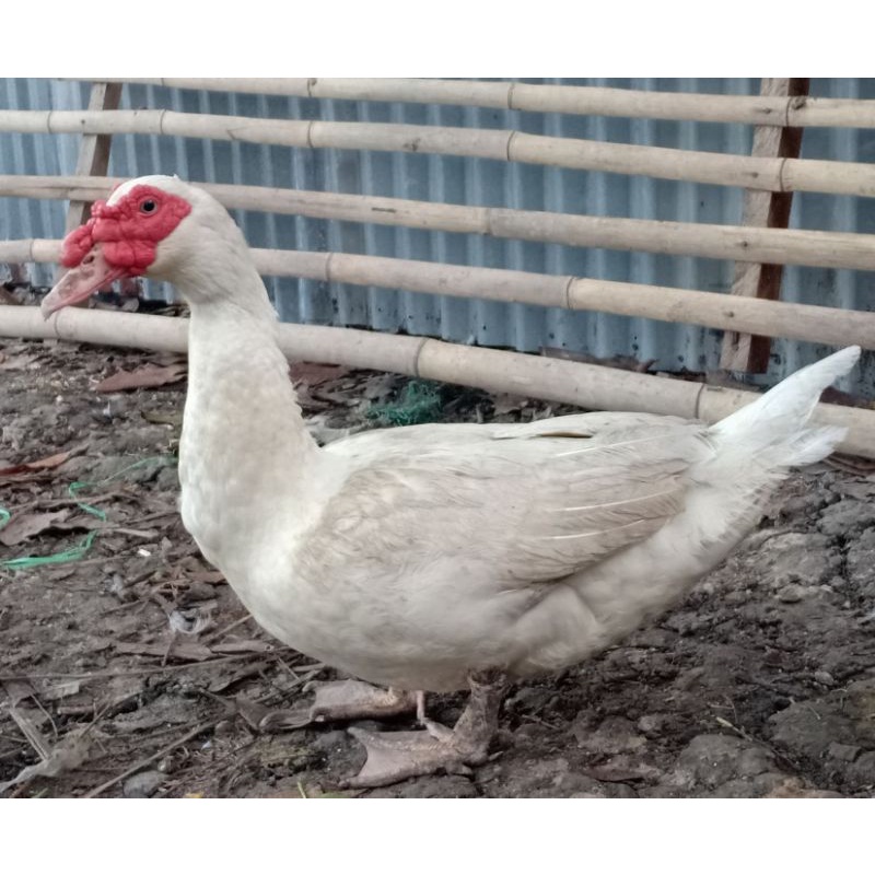 Jual MENTOK JUMBO BLITAR | Shopee Indonesia