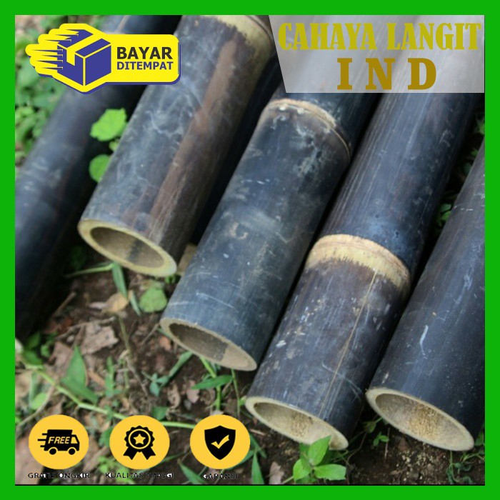 Jual Bambu Hitam / Bambu Wulung Super | Shopee Indonesia