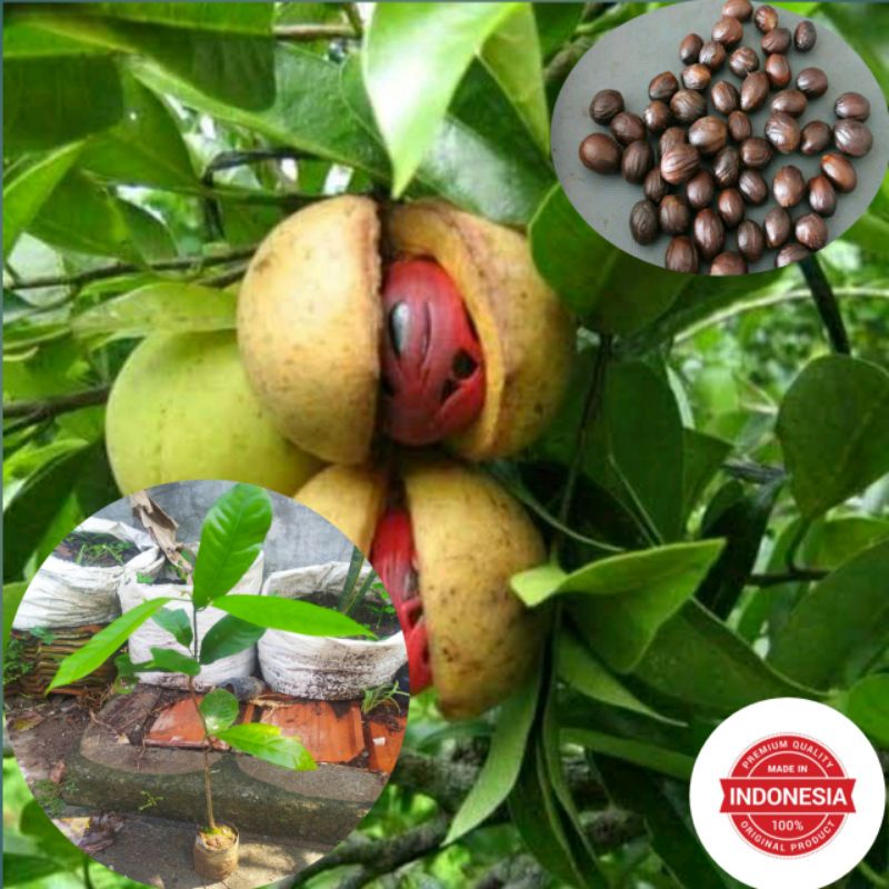 Jual bibit pohon pala super siap tanam (original) | Shopee Indonesia