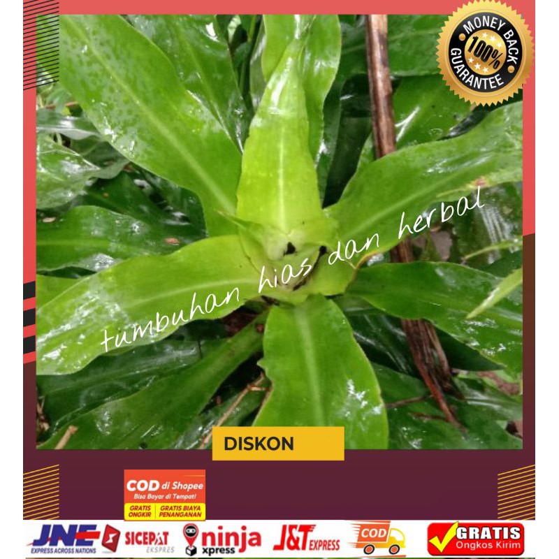 Jual Daun Bakung/Daun Bakung Obat Herbal/Daun Bakung Segar 250gram ...