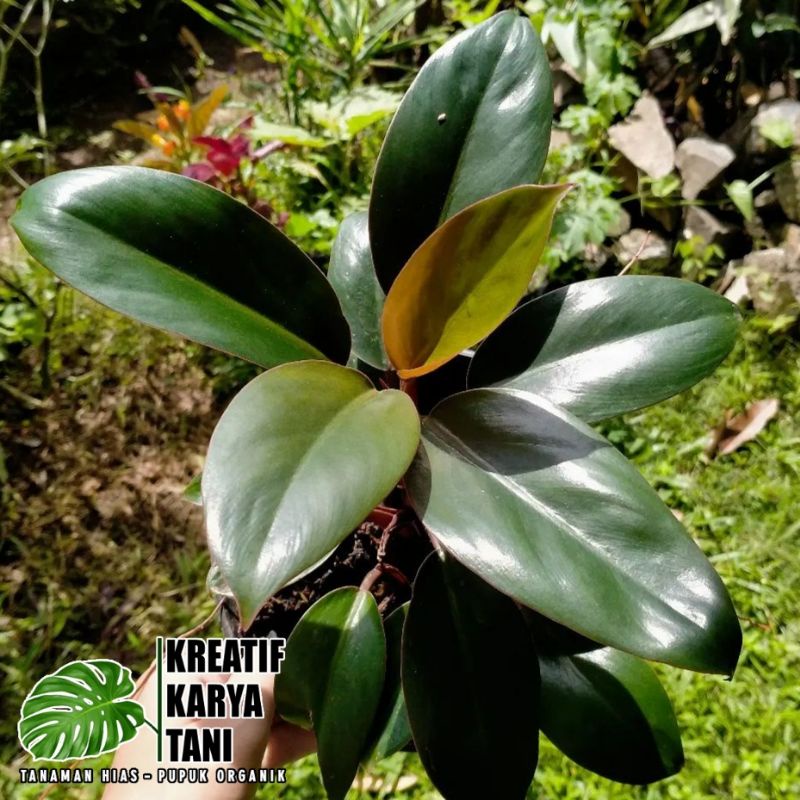Jual Tanaman hias Philodendron Black Cardinal - Paraiso Verde - Pink ...