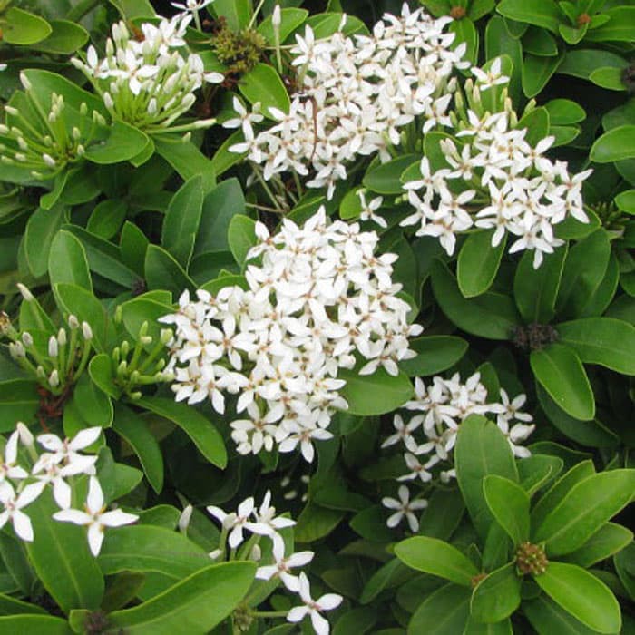 Jual Tanaman hias asoka bunga putih - soka dwarf white ixora | Jenis ...