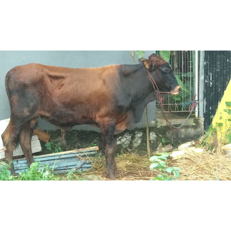 Jual sapi qurban | Shopee Indonesia