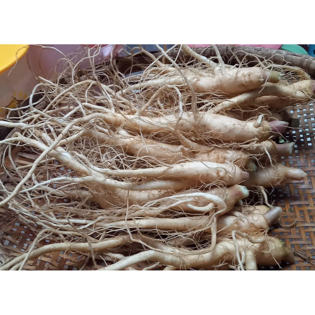 Jual Ginseng Merah korea Perbatang (COD) | Shopee Indonesia