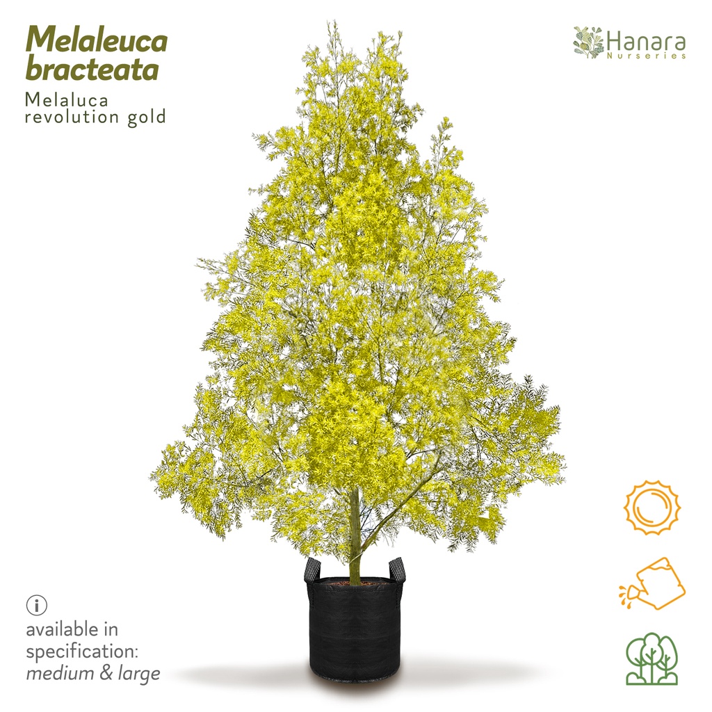 Jual Melaleuca bracteata - Melaluca revolution gold - pohon instan ...