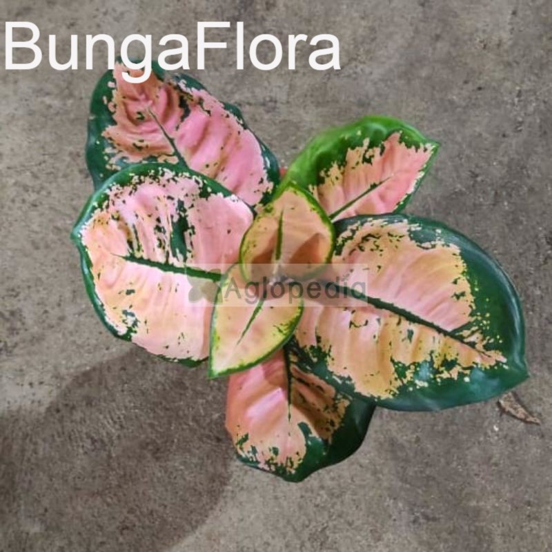 Jual 1 jenis bibit bonggol aglonema Monalisa ( Rare Item) | Shopee ...