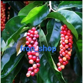 Jual Buah Buni Terlengkap & Harga Terbaru Mei 2024 | Shopee Indonesia