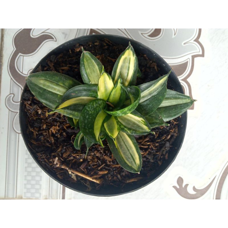 Jual SANSIVIERIA HUNNI STREAKER/SANSIVERA/TANAMAN HIAS PEMBERSIH UDARA ...