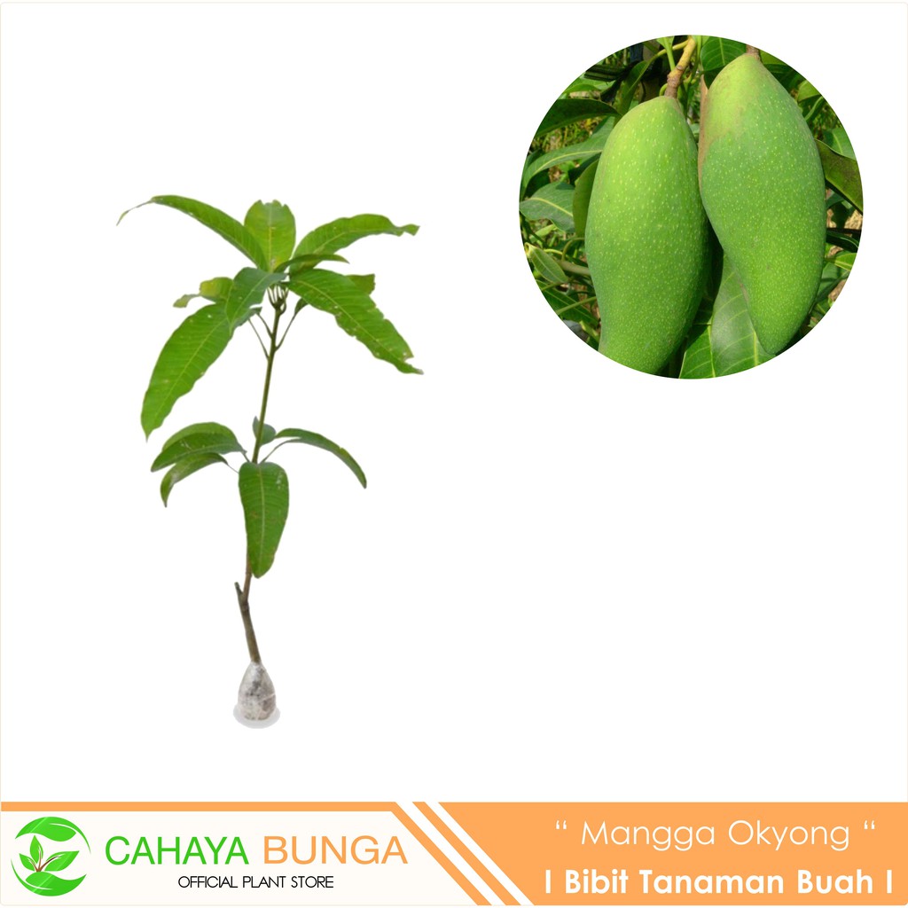 Jual Bibit Tanaman Buah Mangga Okyong | Shopee Indonesia