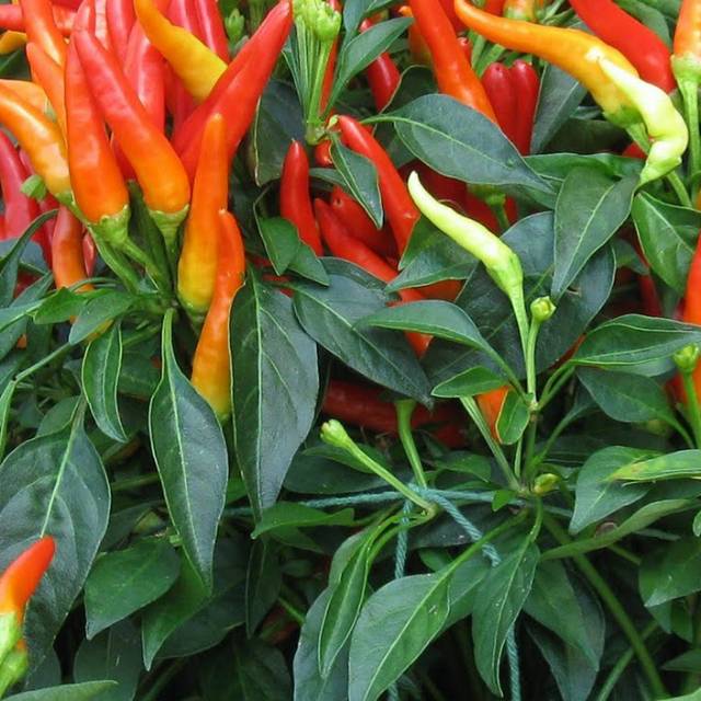 Jual Bibit cabe rawit setan super (100benih) | Shopee Indonesia