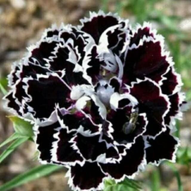 Jual Benih Biji Bunga Dianthus Chianti Double Carnation Rare White ...