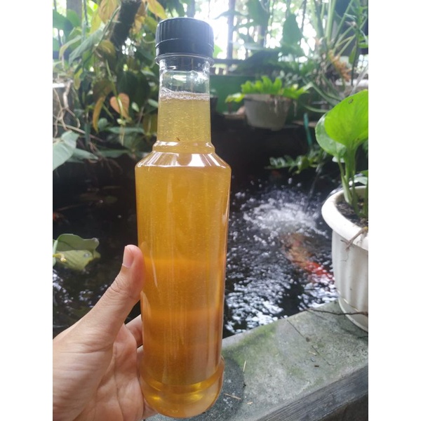 Jual Madu Murni Asli nektar Multiflora 500 gr kemasan botol | Shopee ...