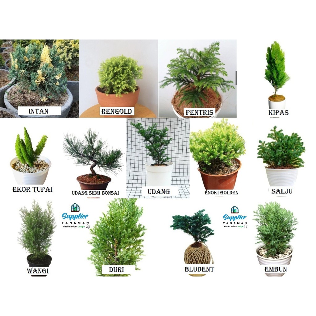 Jual Tanaman Hias Cemara Mini BERVARIASI - Cemara Mini Indoor - BAKUL ...