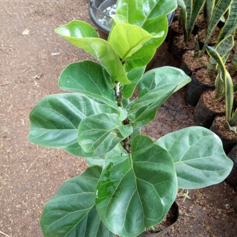 Jual Tanaman hias pohon ketapang biola mini_biola cantik | Shopee Indonesia