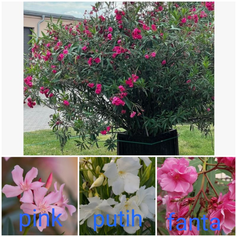 Jual Oleander pink putih fanta oleandra bunga jepun mentega / bibit ...