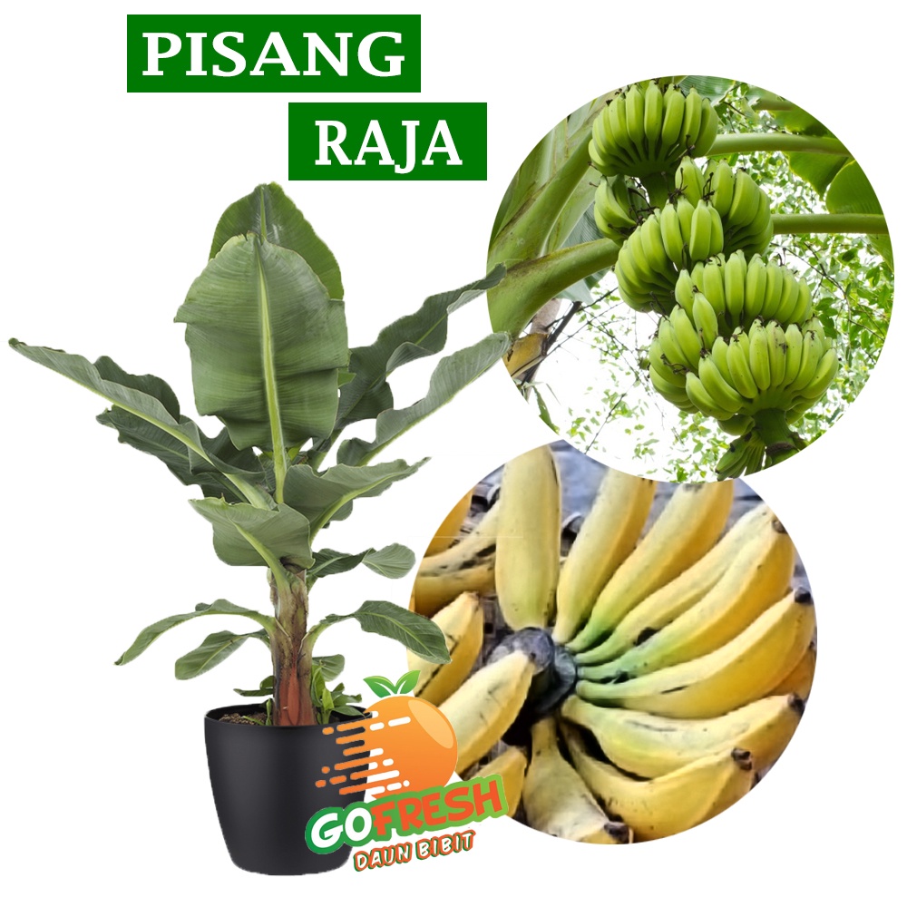 Jual Bibit Pisang Raja Hasil Kultur Jaringan | Shopee Indonesia