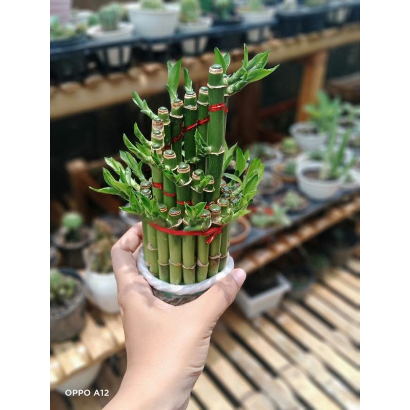 Jual Bambu Hoki model Melingkar | Shopee Indonesia