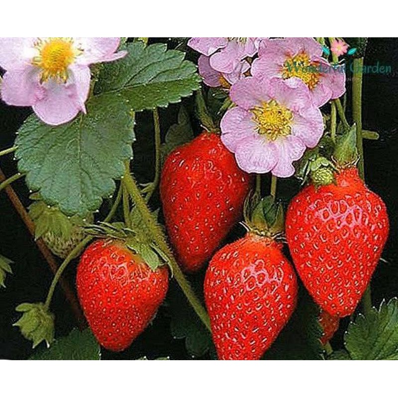 Jual tanaman buah strawberry merlan sudah berbunga pink sangat ...