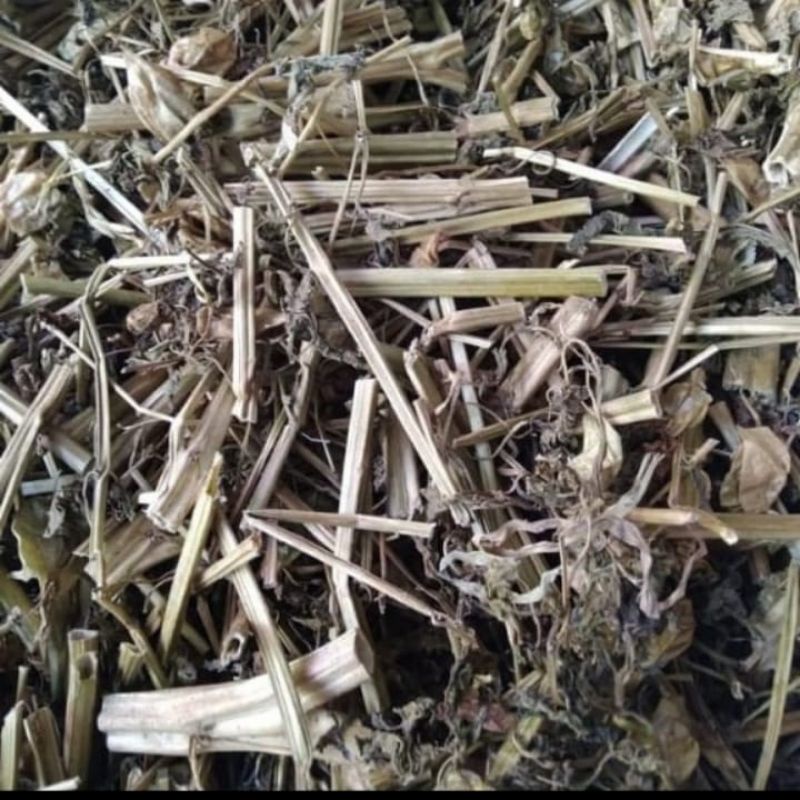 Jual Daun Ciplukan/Daun Cecendet Kering 500 gr | Shopee Indonesia