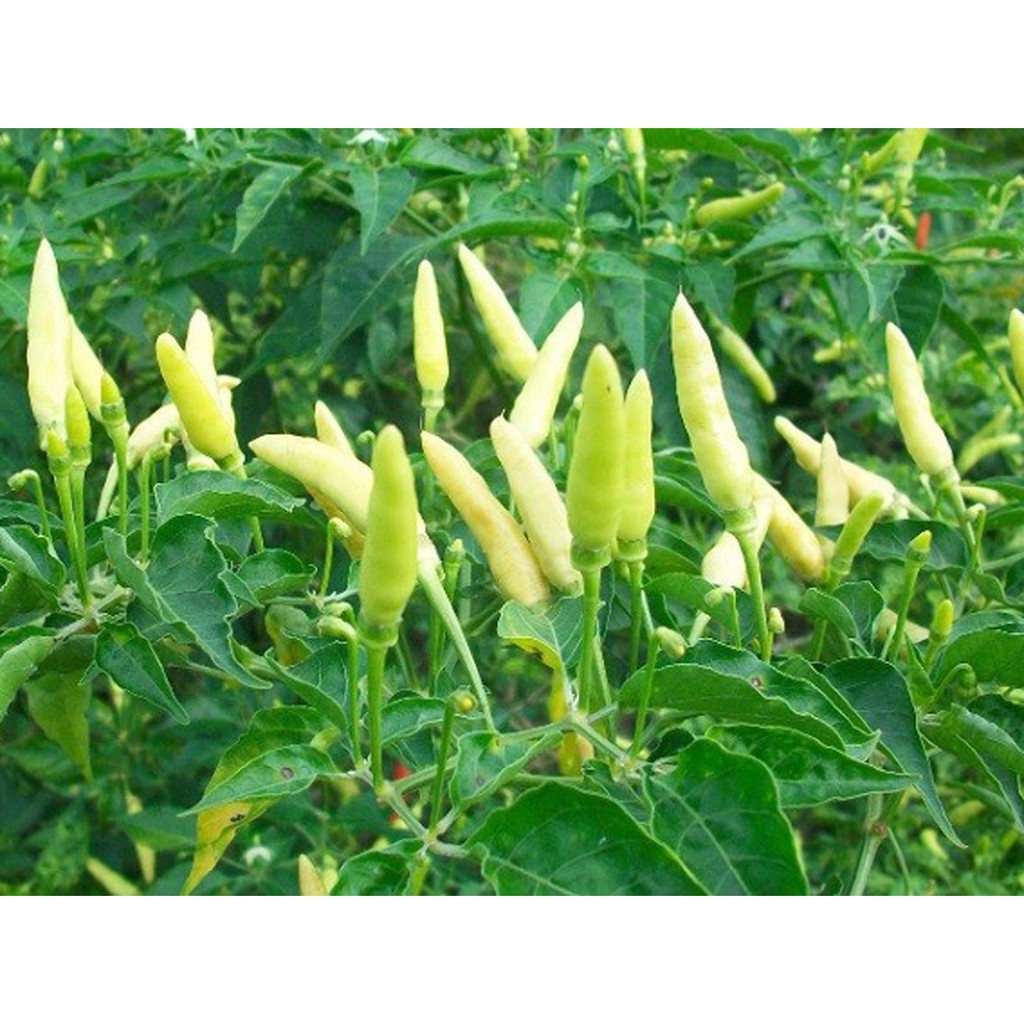 Jual Biji Cabe Rawit Putih Tegak Eceran Cocok Dataran Rendah Tinggi ...