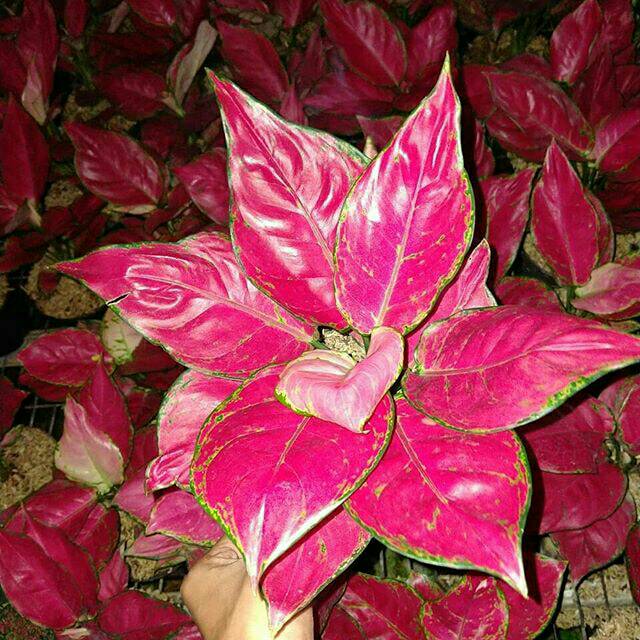 Jual Tanaman Murah / Tanaman Hias / Tanaman Aglonema / Aglonema Red ...