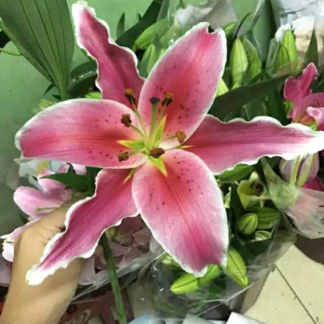 Jual Bunga Lily per tangkai isi 2-3 bunga asli fresh murah ayanaflorist ...
