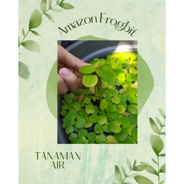 Jual Tanaman air Amazon Frogbit | Shopee Indonesia