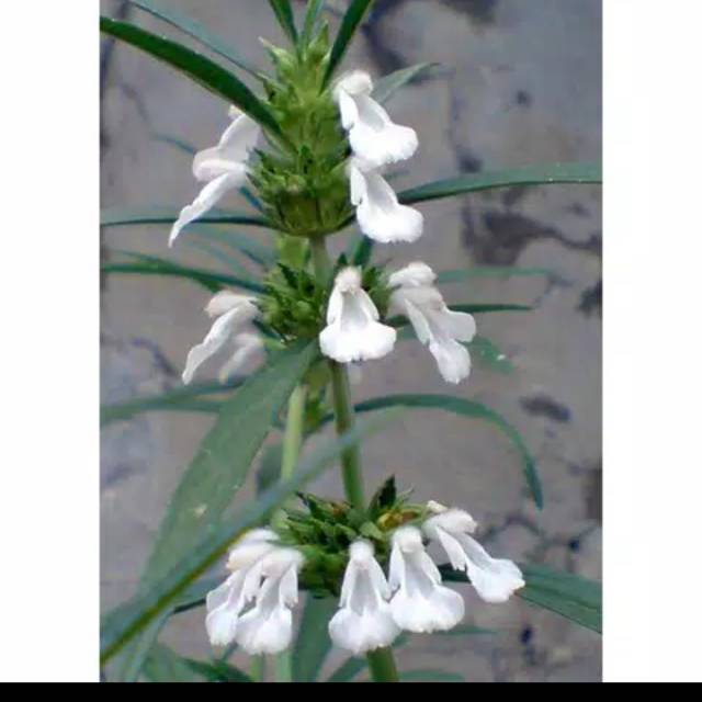 Jual Tanaman herbal paci paci | Shopee Indonesia