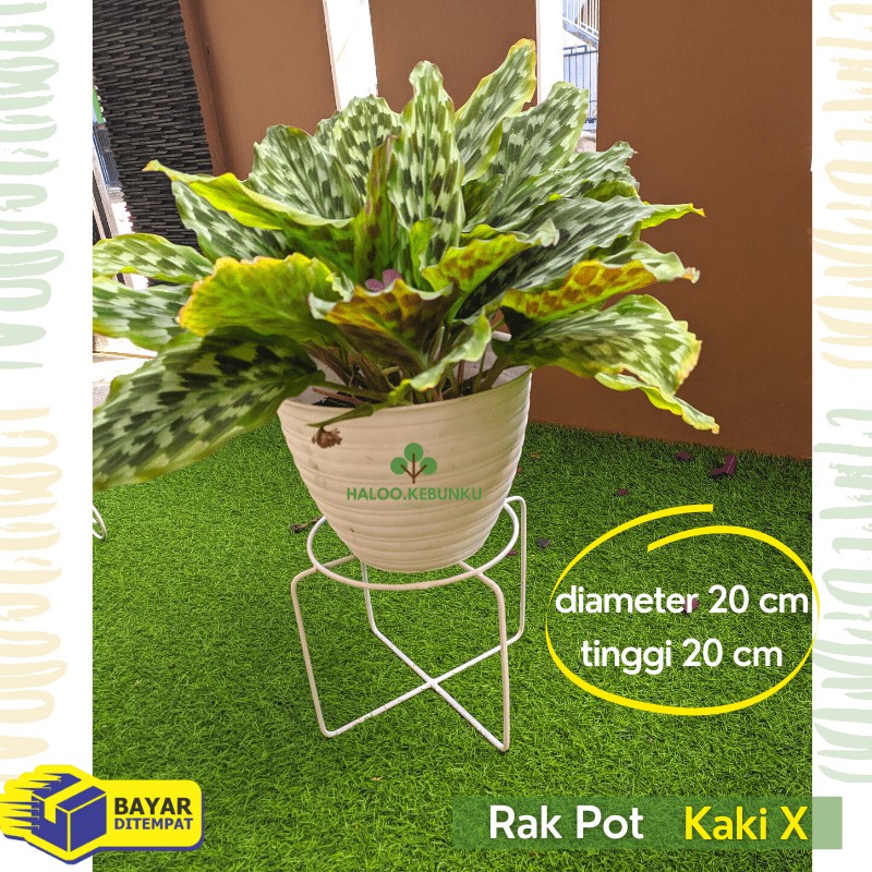 Jual HK Standing Pot Tanaman Hias Model Kaki X cocok untuk Pot Besar ...