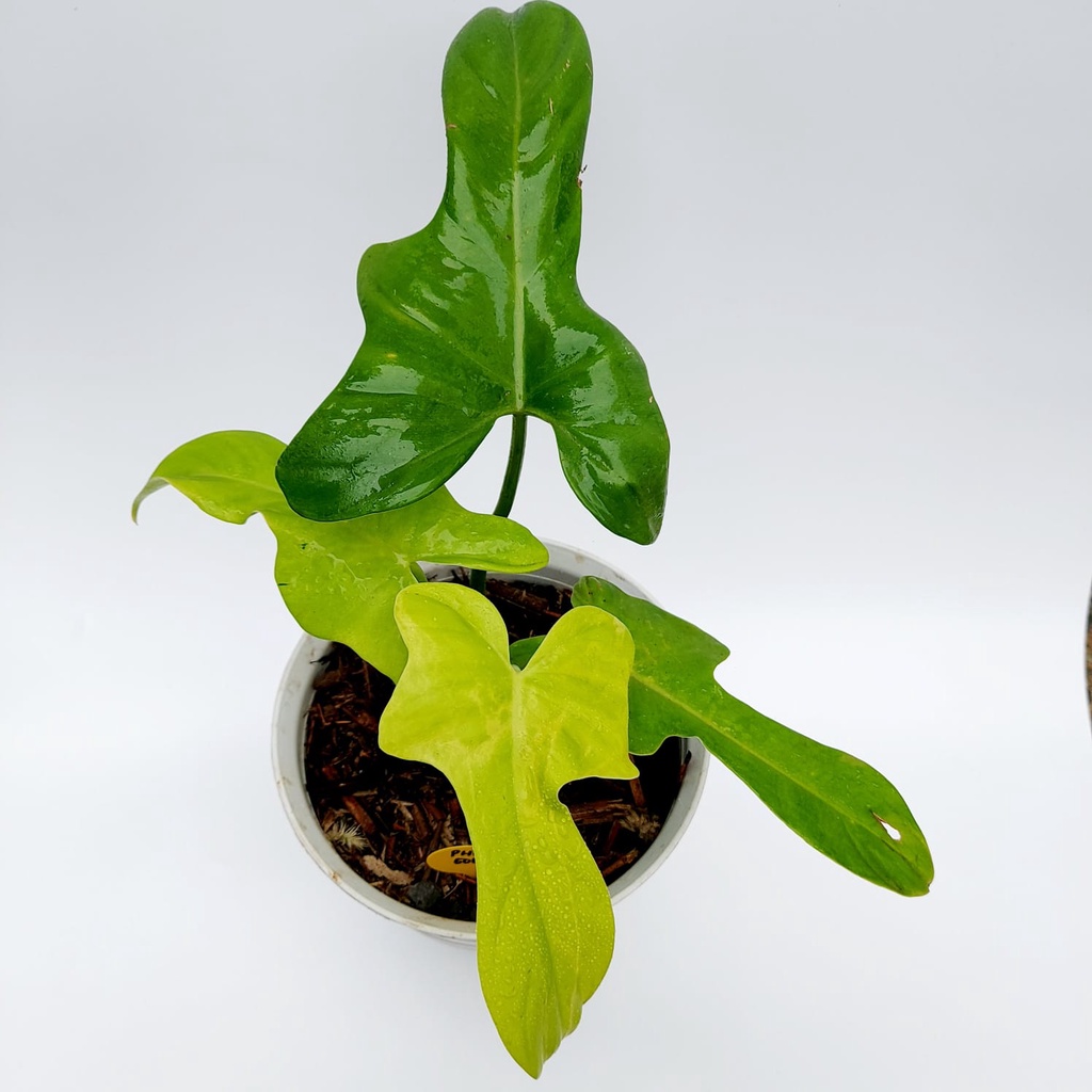 Jual Tanaman Hias/Philodendron/Philo Violin Golden 4 Daun TD | Shopee ...
