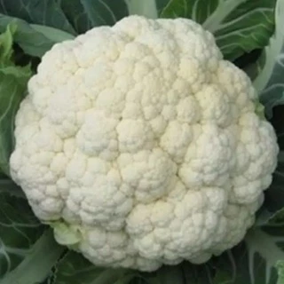 Jual Bunga Kol Terlengkap & Harga Terbaru April 2024 | Shopee Indonesia