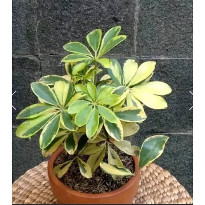 Jual Tanaman hias indoor Walisongo varigata / schefflera madame de smet | Shopee Indonesia