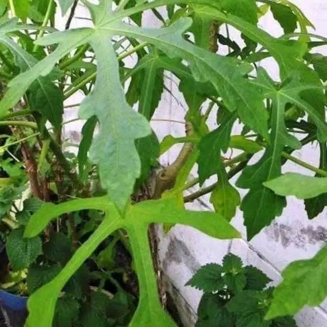 Jual Daun herbal daun gedi sayur yondok sayuran segar | Shopee Indonesia