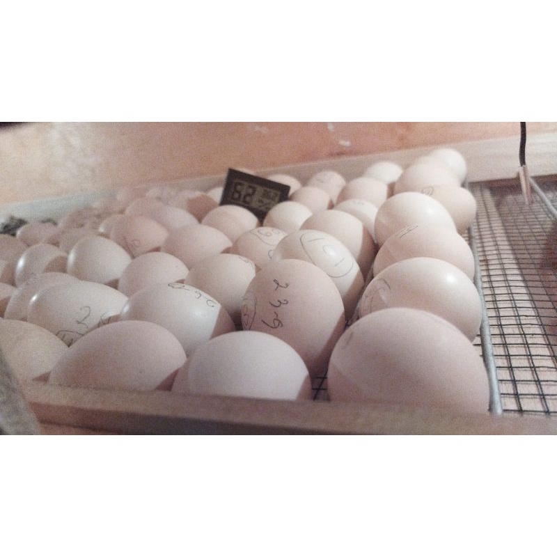 Jual JUAL TELUR AYAM ELBA 100% GALUR MURNI (WAJIB BACA DESKRIPSI ... Jual JUAL TELUR AYAM ELBA 100% GALUR MURNI (WAJIB BACA DESKRIPSI ...