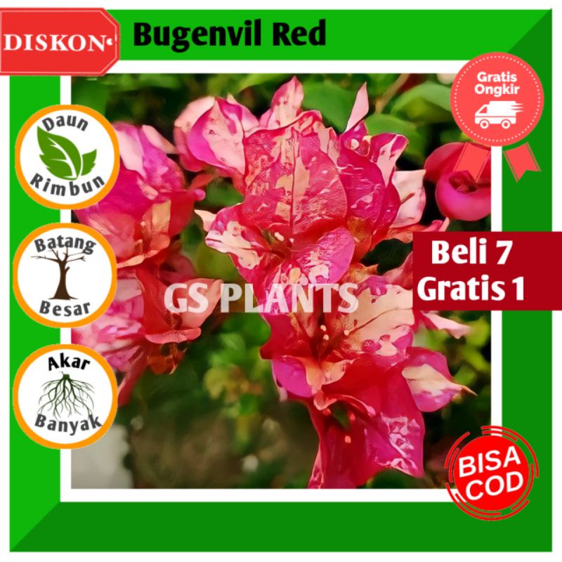 Jual BIBIT TANAMAN HIAS BUGENVIL BUNGA KERTAS//RED - Bougenville ...