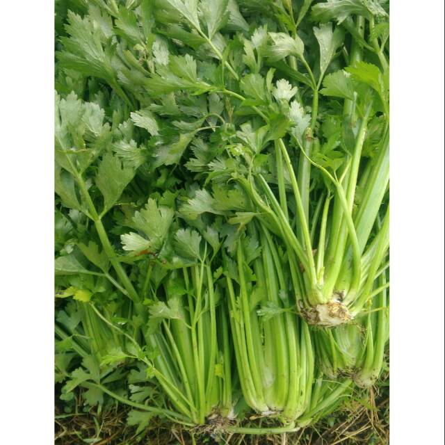Jual SELEDRI STIK Organic (Lokal) /Btg(250~500g) | Shopee Indonesia