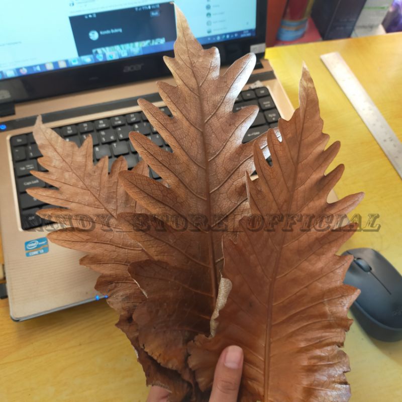 Jual Bahan Bunga Hiasan Daun Tanduk Rusa / Simbar / Pakis Kering ...