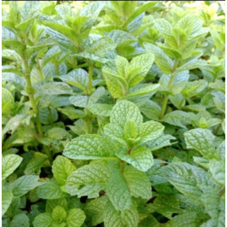 Jual Tanaman Daun Mint import rimbun | Shopee Indonesia