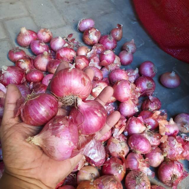 Jual Bawang merah india impor 1 Kg. | Shopee Indonesia