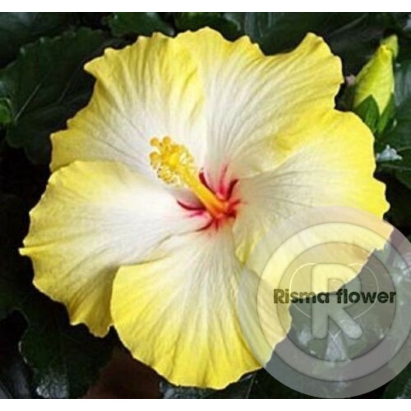 Jual Tanaman hias pohon bunga kembang sepatu hibiscus kuning ( pohon ...