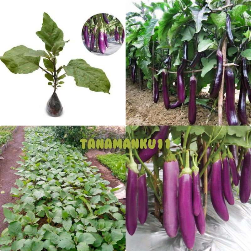 Jual tanaman terong ungu panjang super dan rimbun segar | Shopee Indonesia