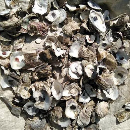 Jual Oyster Shell Kulit Kerang Media Filter Kolam 3 Kg | Shopee Indonesia
