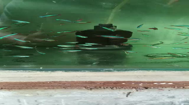 Jual Ikan CARDINAL TETRA | IKAN HIAS AIR TAWAR AQUASCAPE | Shopee Indonesia